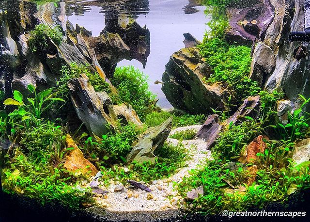 How to Provide CO2 for Aquarium