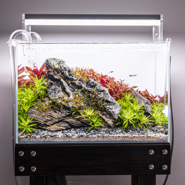 How to Set Up an Aquarium CO2 System the Easy Way