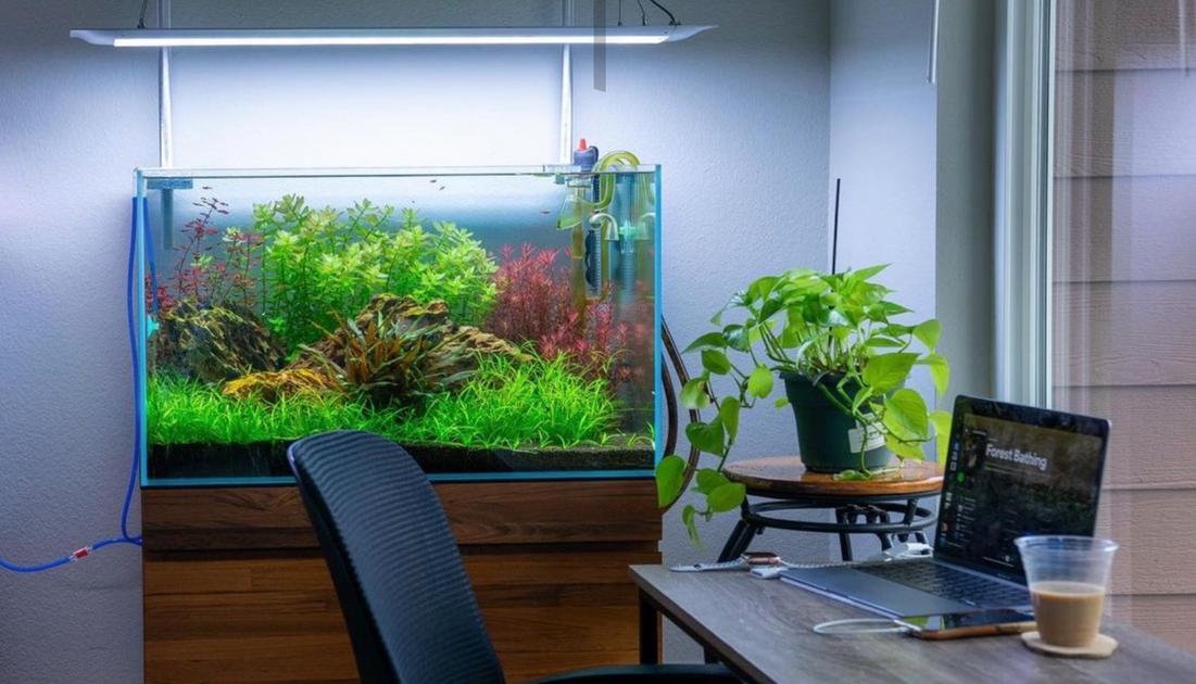 Finding the right place to set up a fish tank