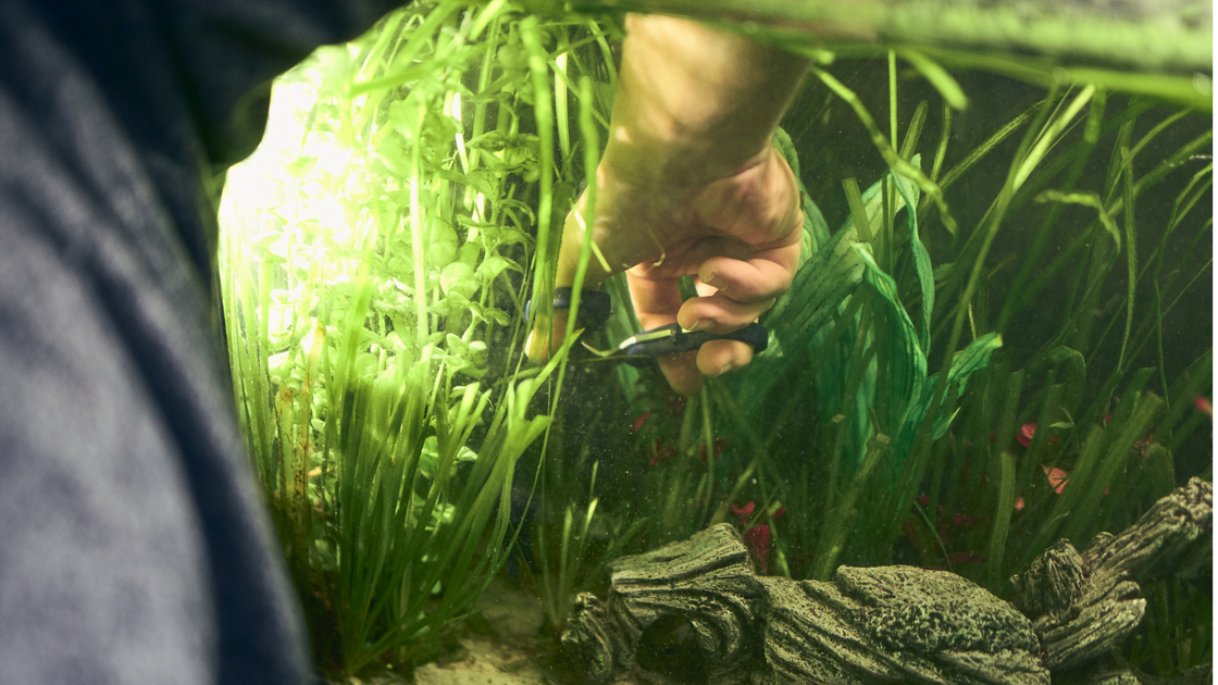 How to properly trim aquarium plants