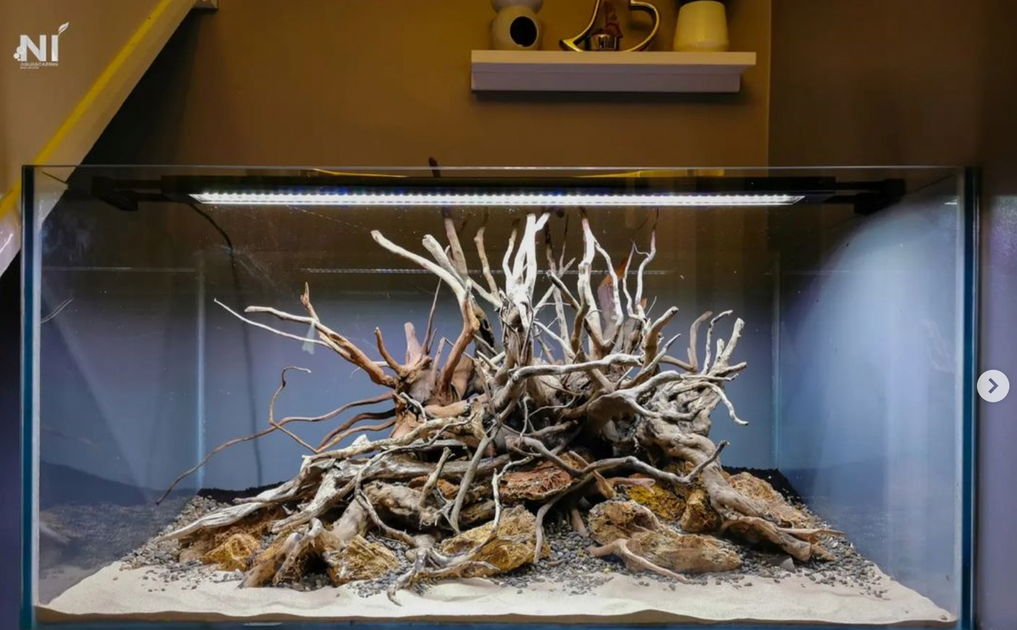 Everything About Wood And Roots In The Aquarium