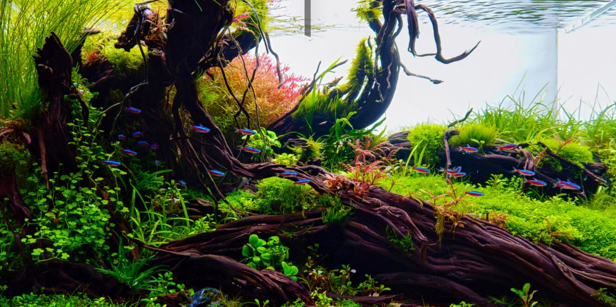 How to build a forest/ jungle aquascape