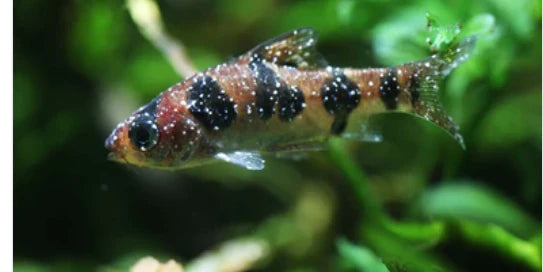 Fishpox in the freshwater aquarium
