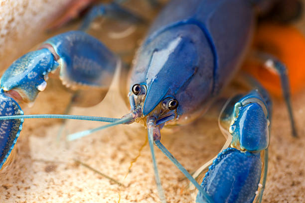 Blue yabby in the freshwater aquarium