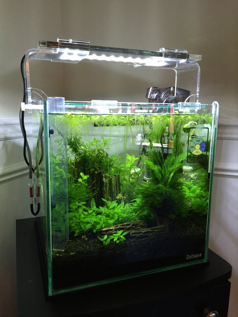 Under gravel aquarium filters extraordinary or extinct