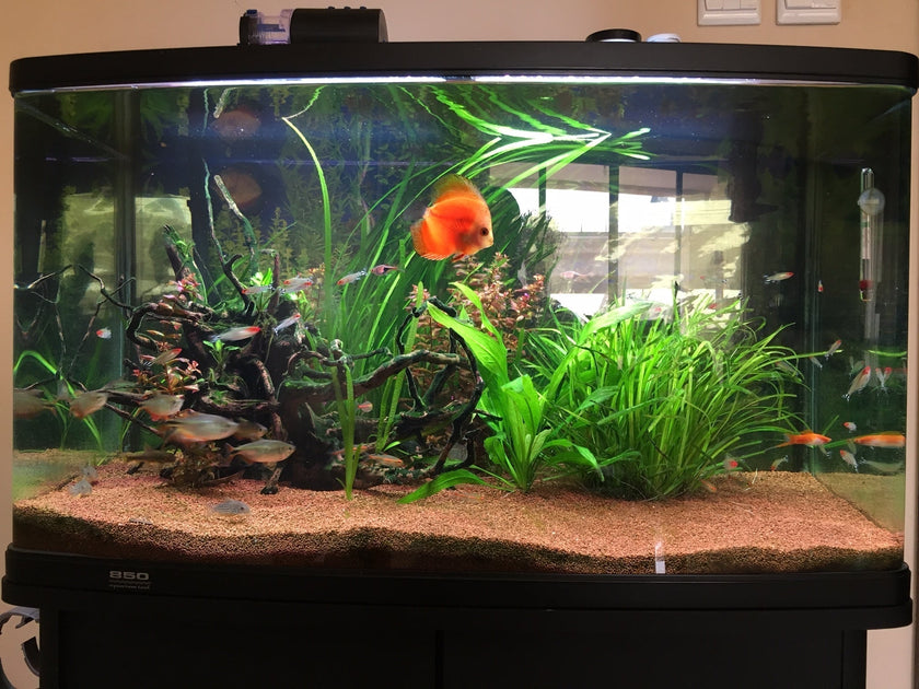 Moving an aquarium - how to move tank safely